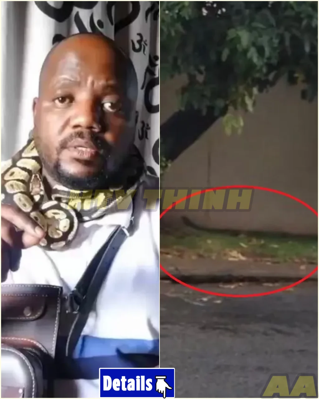 Snake spotted at Nosiviwe Mapisa-Nqakula’s house: Sangoma talks ...